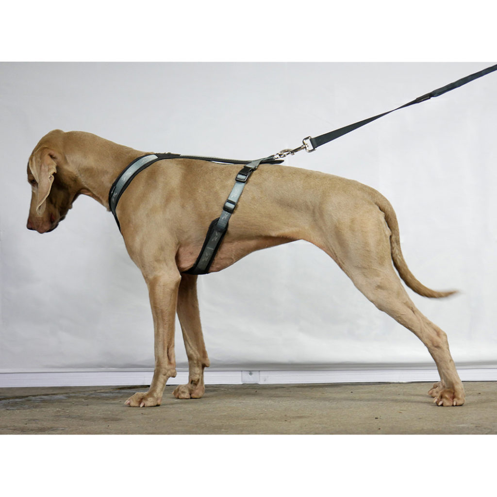 Harnais Djore Sport - Djoring